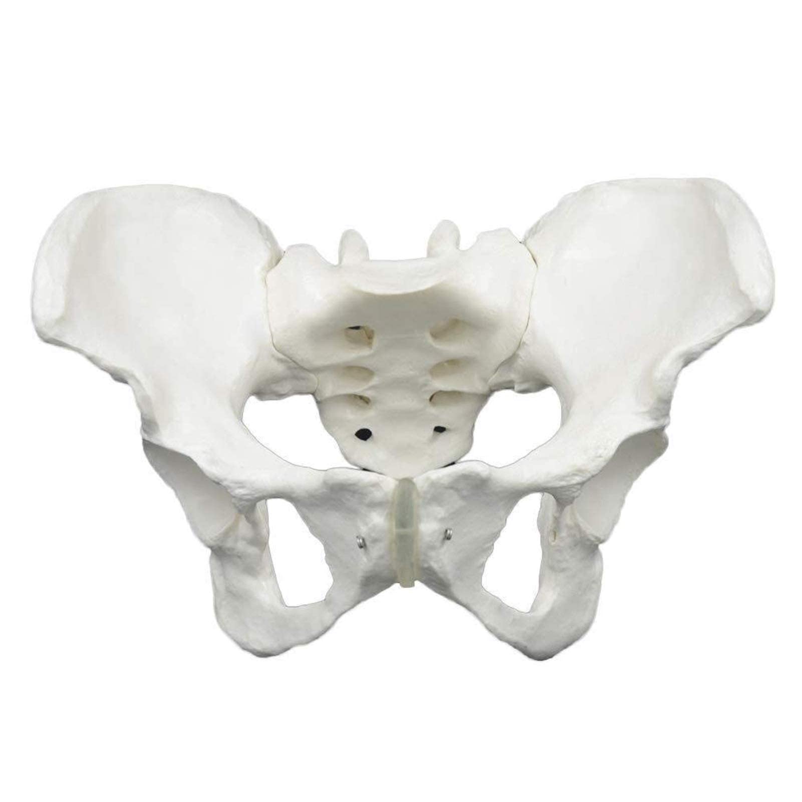 Buy WERYU Body Model Human Torso Model Female Pelvis Skeletal Model ...