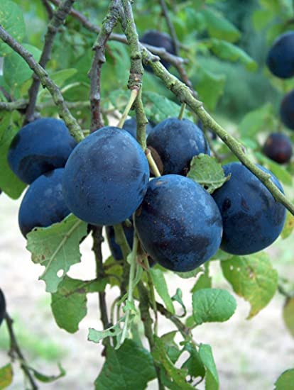 Mphmi Live Plants Nursery Garden Rare Damson Prunus Domestica Blue Plum ...