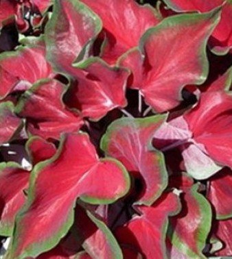 Plantsworld Caladium Red Ruffle Live Plant : Amazon.in: Garden & Outdoors