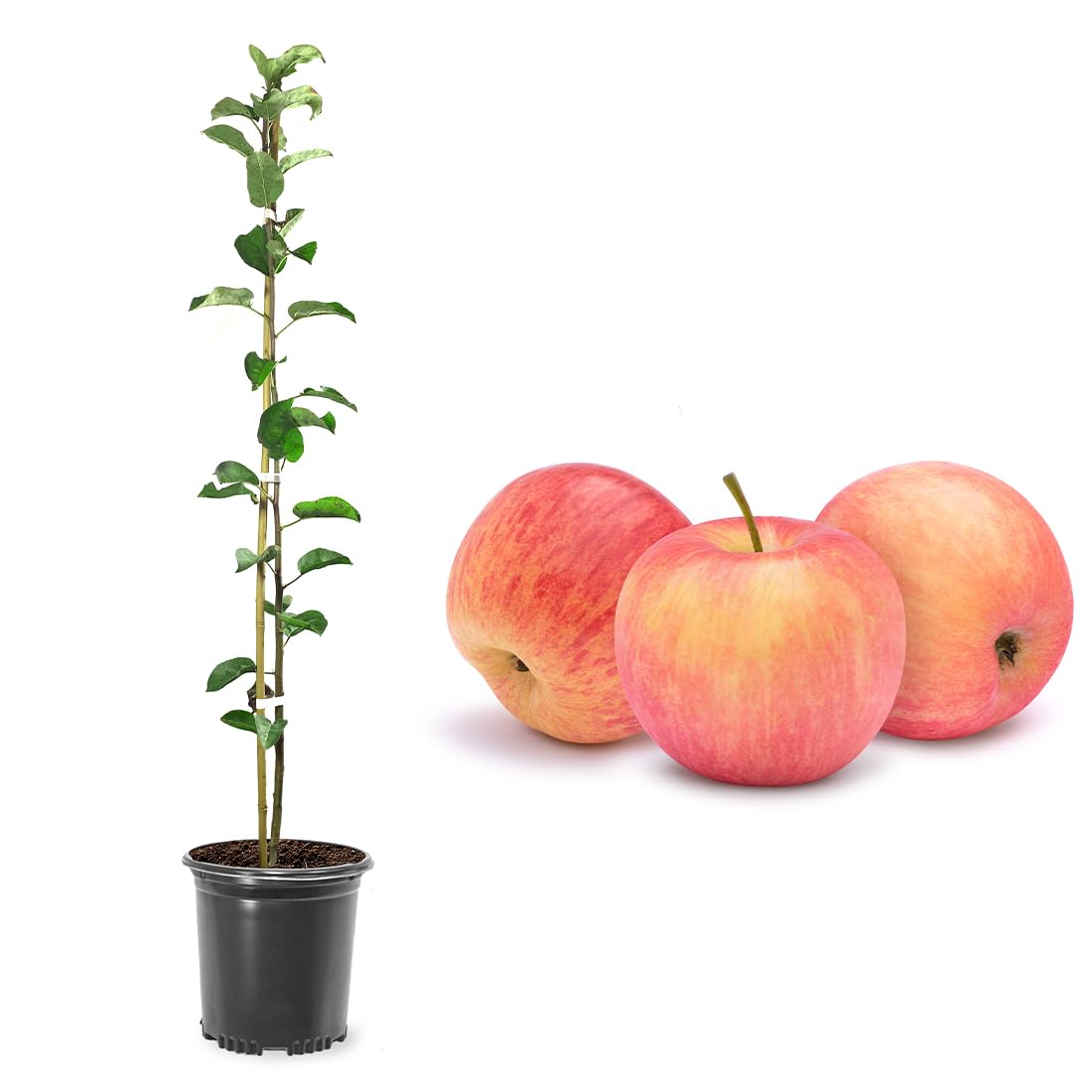 7 Best Asian Pear Trees | Spacing Guide for Sweet Asian Pears