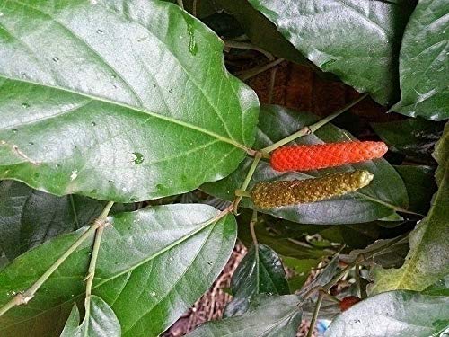 Haritham Rare Medicinal Plant Thippali or Pippalli/Long Pepper (Piper ...