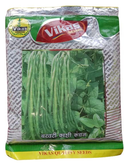 Barbatti Seeds [100 g] : Amazon.in: Garden & Outdoors