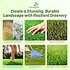 Amazon.com : Outsidepride Maya (Blackjack II) Bermuda Grass Seed - 50 ...