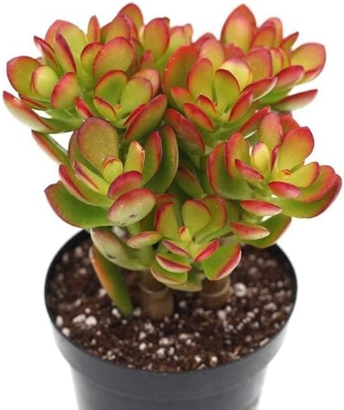 Original Kuberakshi (Crassula Ovata) Vastu Plant | Jade | Lucky Plant ...