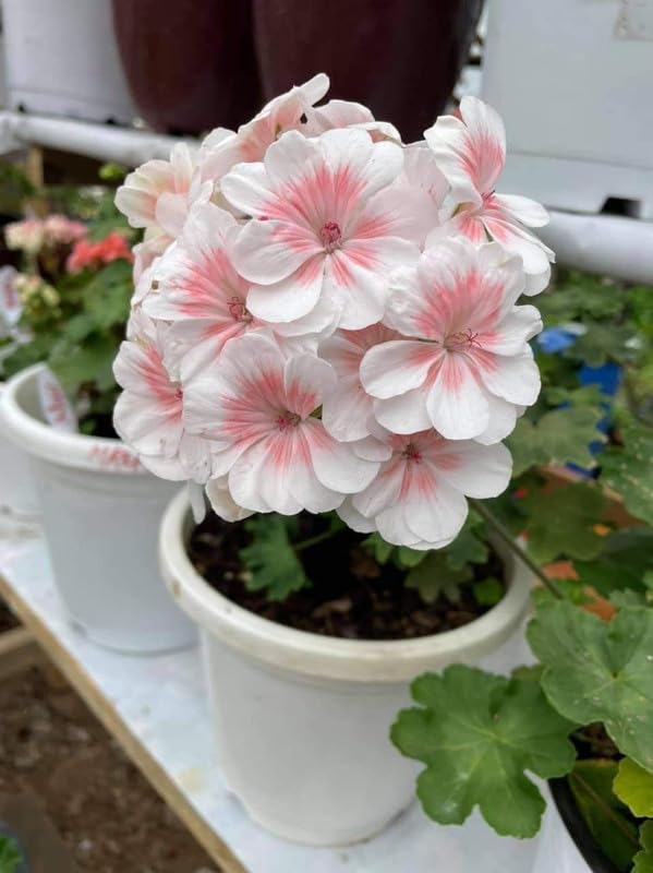 SVG® Geranium imported flowers seeds | white with peach color Flowering ...