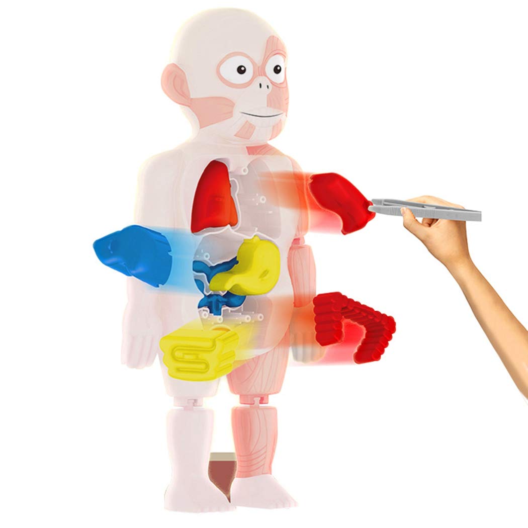 Buy boxoon Kids Human Body Model Toy Set Funny Detachable Torso Anatomy ...