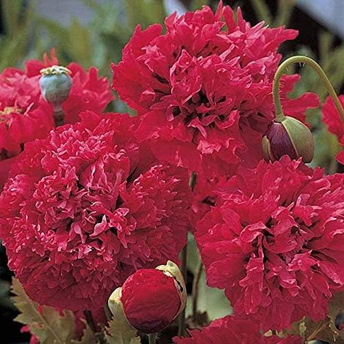 Poppy Seeds Candy Floss (Paeoniiflorum Group) Hardy Annual Easy to Grow ...