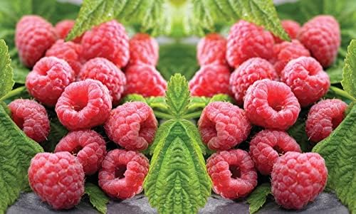 3 x Raspberry Polka Bare Root Cane - Grow Your Own Raspberries - Bare ...