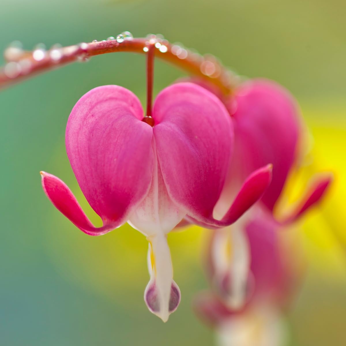 Red Bleeding Flower