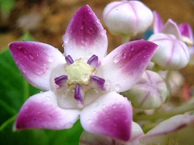Akhanda Flower Safed aak Calotropis Gigantean Arakha Purple Colour Live ...