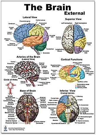 Amazon.com: The Brain External Structure Poster 12 * 17inch, Waterproof ...