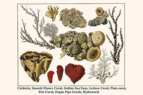 Amazon.com: Cnidaria Isis Hippuris Eusmilia Fastigiata Agaricia ...