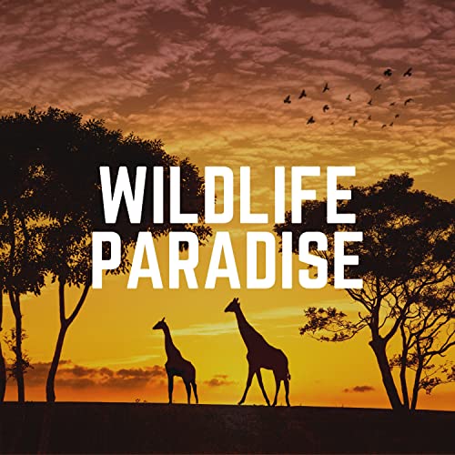 Amazon MusicでRecording Nature, Sounds of Nature Noise & Wildlife Sound ...