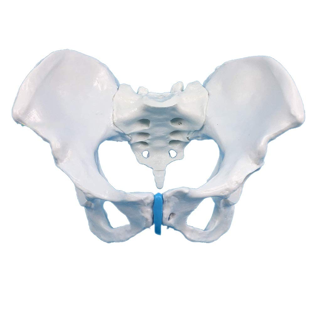 Female Pelvis Skeleton Bone Model Skeletal Model Of The Female ...