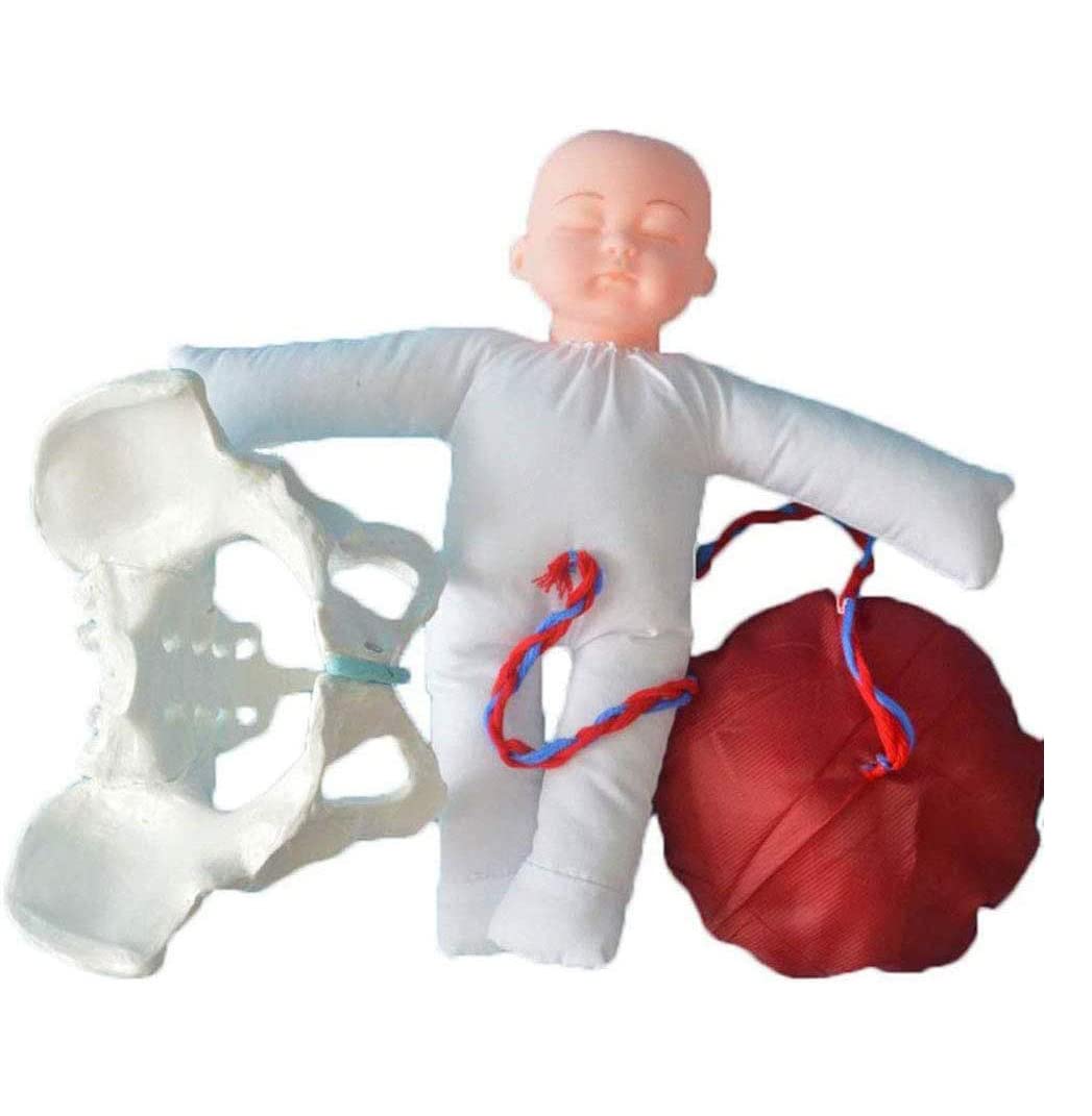 Uigjiog Life Size Female Pelvis Model Childbirth Midwifery Training ...