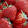 Amazon.com : Strawberry Seeds for Planting - 2000+ Red Strawberry Seeds ...