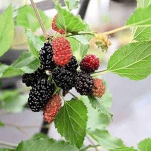 Mulberry Shahtoot Grafted Live Plant Long Finger Taiwan Variety Sweet ...