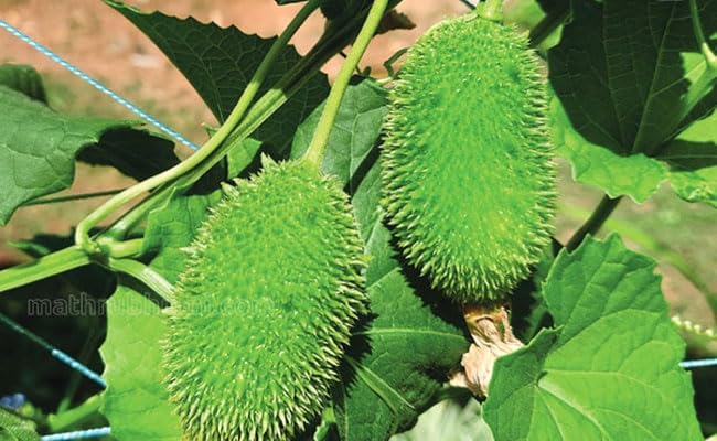 Hybrid spine gourd root For Plant Pack Of 8 : Amazon.in: Garden & Outdoors