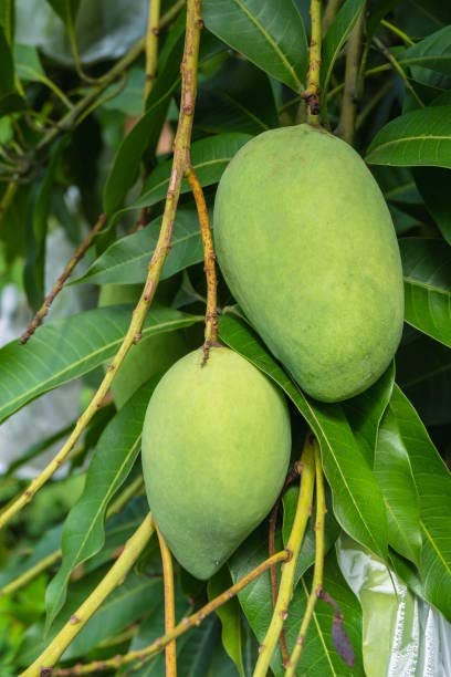 Mohomaya Beautiful Gardening Mango(Arka neel) plant - |Mango(Arka_neel ...