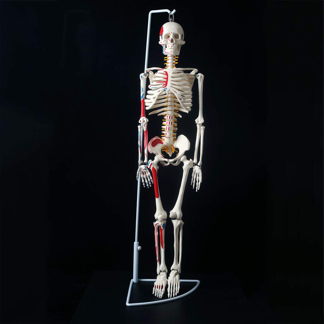 Buy Human Body Skeleton Model,Human Skeleton Model for Kids Learning ...