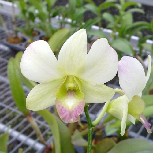 Amazon.com: SD49 Orchid Plant Dendrobium Ai Miyazato : Patio, Lawn & Garden
