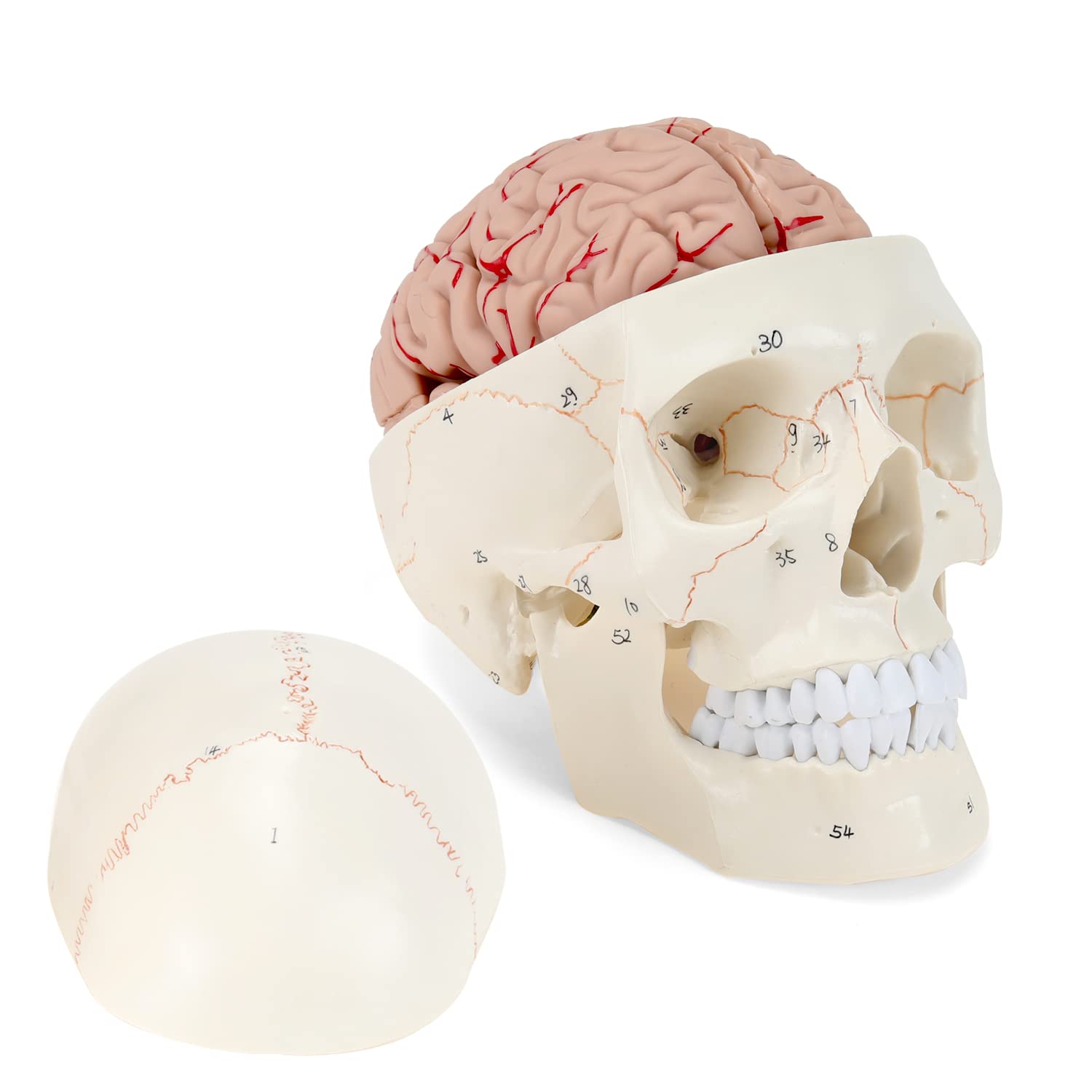 Snapklik.com : LYOU Human Skull Model For Learning (Skull Model