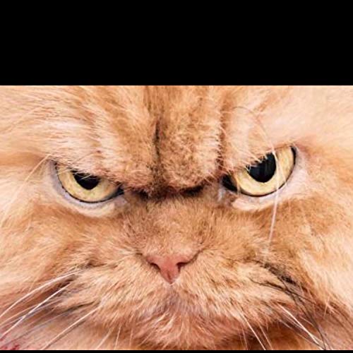 Fascist Furball by Bug Eyed Rachel on Amazon Music - Amazon.com