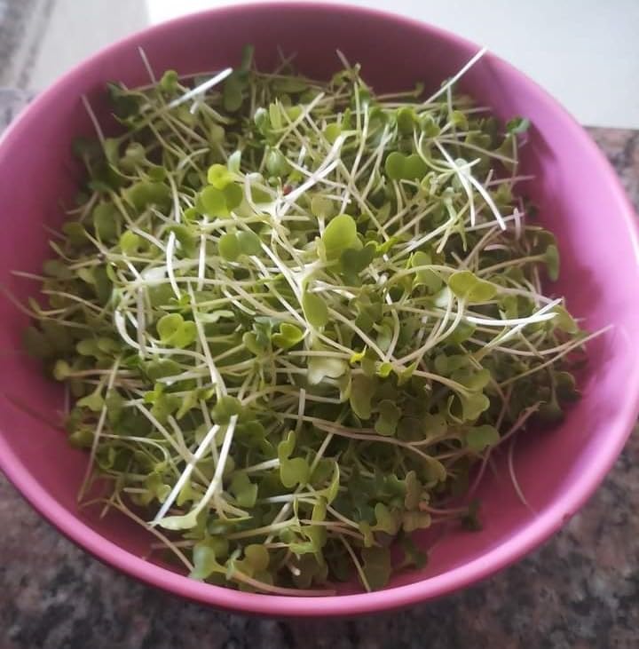 Joycity Microgreens Grow Kit – 500+ Radish Microgreen seeds with ...