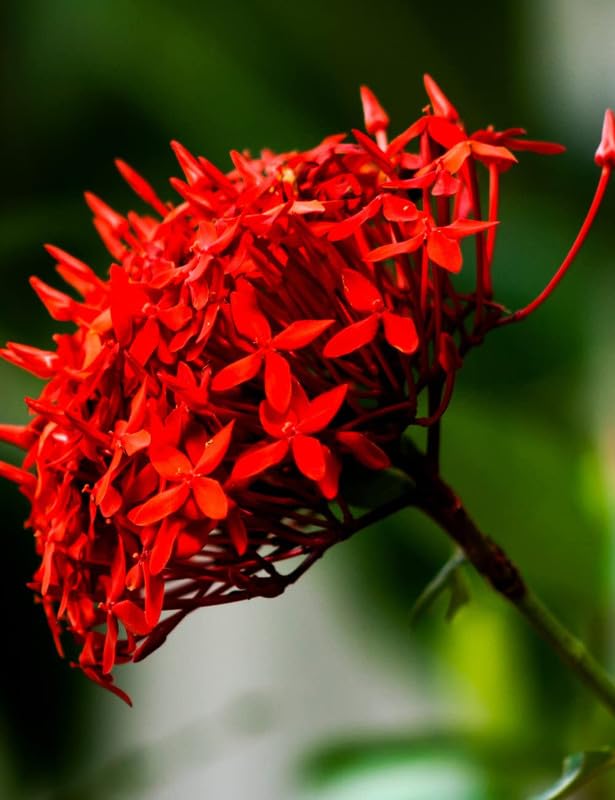 Rongon flower plant for Planting Pack of 1 : Amazon.in: Garden & Outdoors