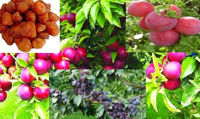 Red Aloo Bukhara Variety Fruit (Cutting/Grafted) Live Plants & Tree ...