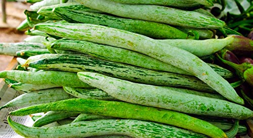 Creative Farmer Vegetable Seeds Chachinda Seeds - Snakegourd Seeds For ...