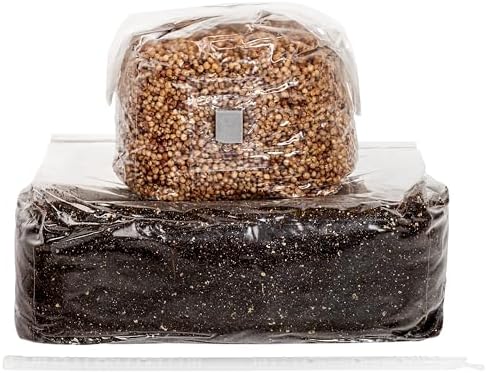 Amazon.com : Zombie Mushrooms 8lb All in One Mushroom Grow Kit/Monotub ...