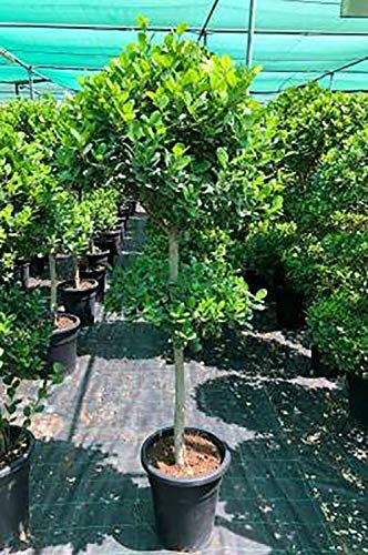 Garden Rare Ficus Panda Plant - Indoor/Outdoor Live Plant : Amazon.in ...