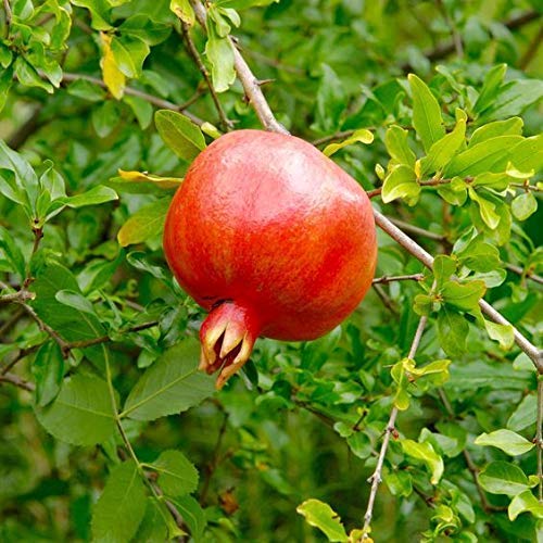 Kraft Seeds Live Exotic Fruit Plant Pomagranate (Anar) Rare Dwarf ...