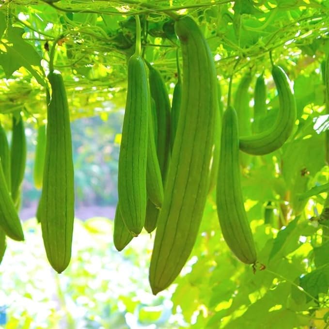 Agrey Sponge Gourd Vegetable Seeds (Green, Pack of 30 Seeds) : Amazon ...