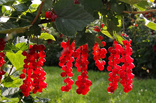 Grosella: [Características, Cultivo, Cuidados E Inconvenientes]