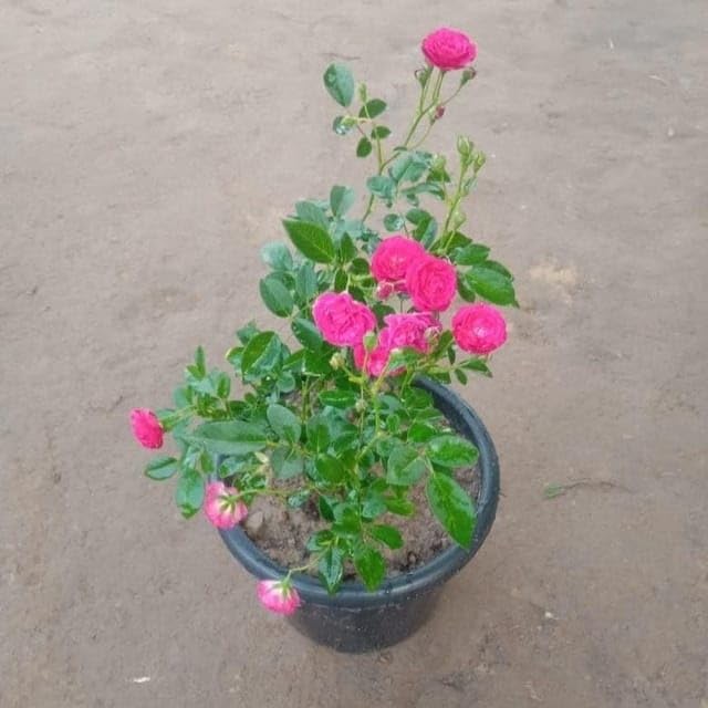 Ks Nursery Pune Plants Live BY Season Evergreen-Miniature Rose/Button ...
