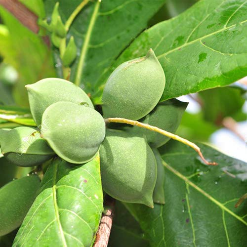 Buy Trothic Gardens Indian Almond kath badam (Terminalia catappa) 1 ...