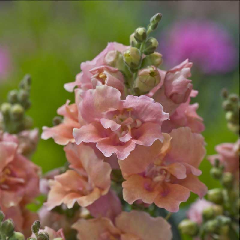 Amazon.com : Snapdragon Seeds - Twinny Peach F1 - Packet - Pink Flower ...