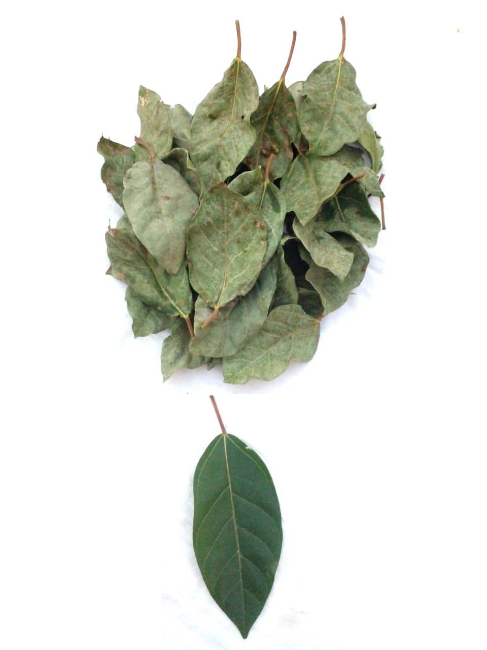 Li6 ®™ Pure Dry Gular Leaves 100 Grams - Guler Ki Sukhi Patti, Patte ...