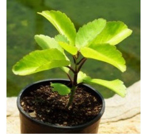 Plantsworld Bryophyllum - Panfuti Live Plant : Amazon.in: Garden & Outdoors