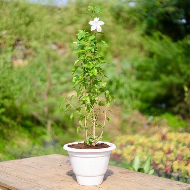 Mphmi Seedless Plant Plants Flower Hibiscus/Gudhal White in 10 Inch ...