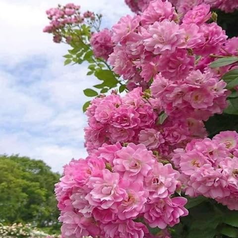 Ashokavanam Orchid Pink Rose (Floribunda) Plant : Amazon.in: Garden ...