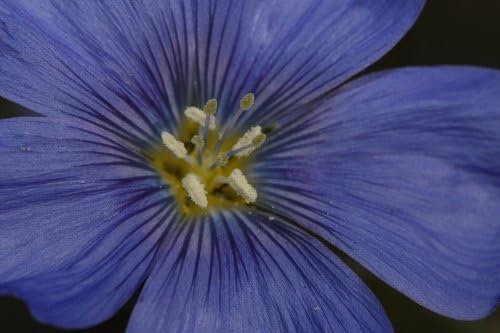 Amazon.com : 100 BLUE FLAX (Prairie Flax / Lewis Blue Flax) Linum ...