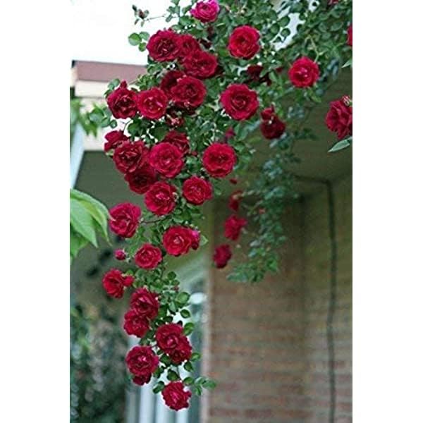 Cloud Farm Live Rare Exotic Red Rose (1-1.5 Ft Size) Flower Plant,Pack ...