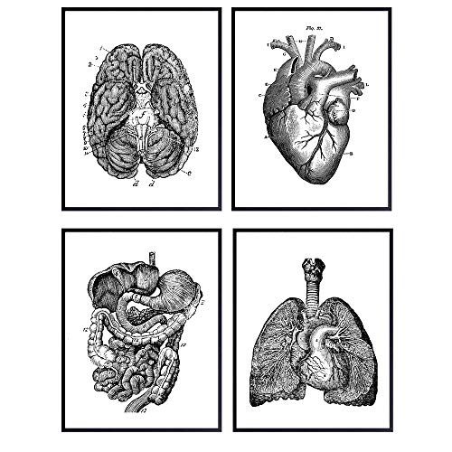 What Does A Brain Doctor Does Shopping Online In Pakistan | Shoppingbag.pk