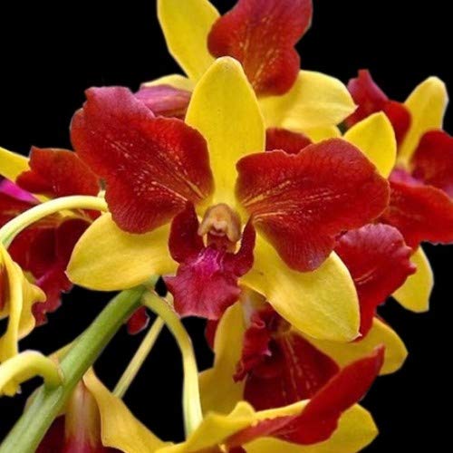 Aiden Gardens Dendrobium Seedling Plants " Yellow 3 Lips " 1 Helathy ...