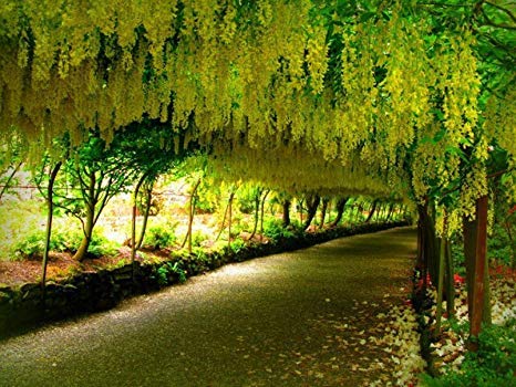 SS NaturalsGolden Shower,Swarn-pushpi,Amaltas,Sonali, Indian Laburnum ...