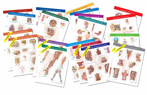 Buy Netter Anatomy Charts: Complete Set of 20 Charts (Netter Charts ...