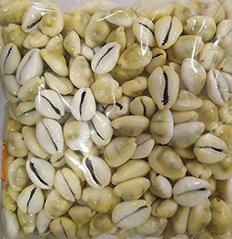 Buy THEGUPTA'S Cowrie Shells for Lakshmi Puja Peeli Kodi - Kauri ...